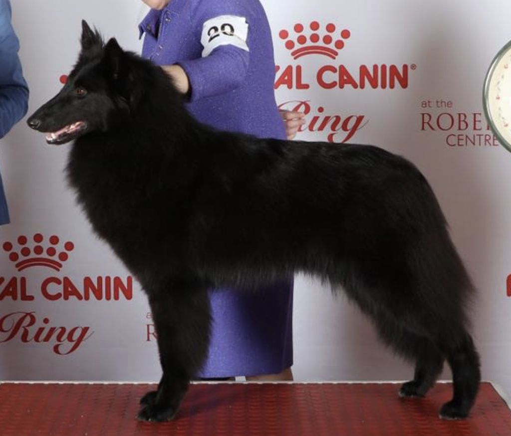 Belgian Shepherd - The Breed Archive