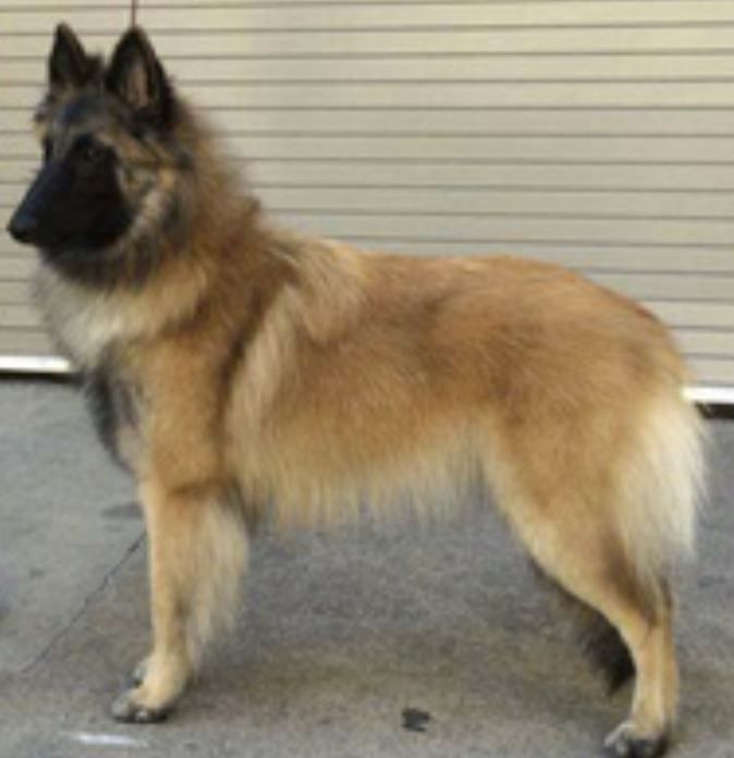 Belgian Shepherd - The Breed Archive
