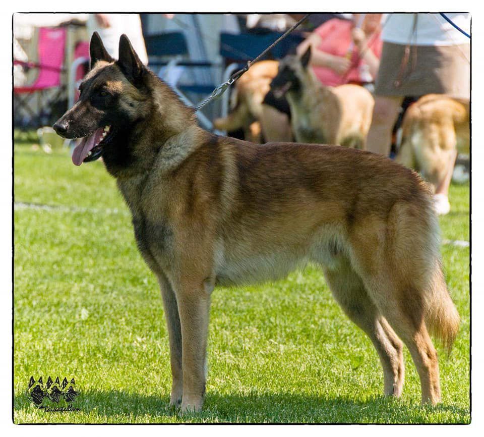Belgian Shepherd - The Breed Archive