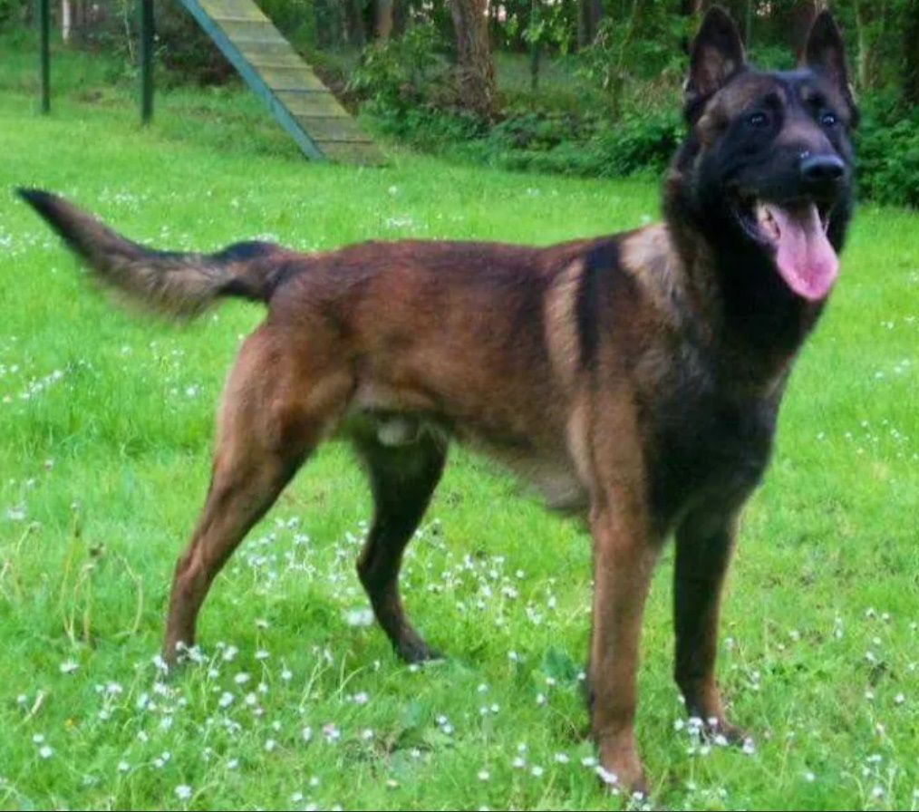 Belgian Shepherd - The Breed Archive