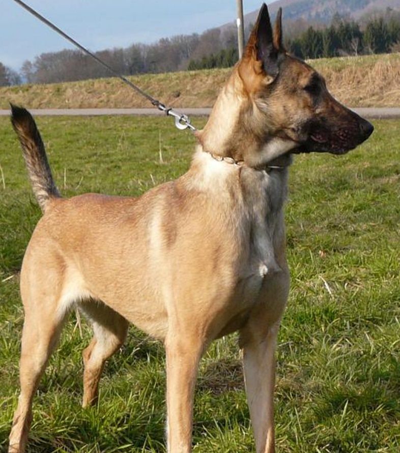 Belgian Shepherd - The Breed Archive