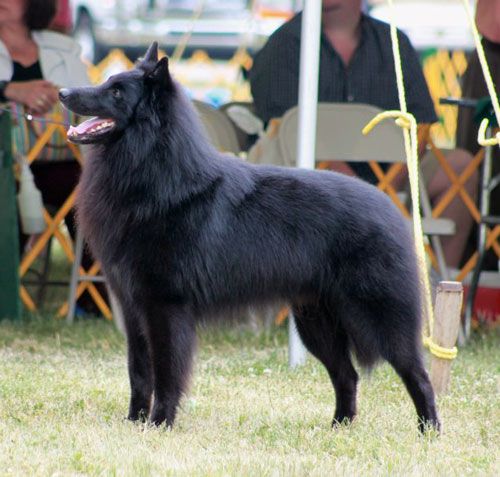 Belgian Shepherd - The Breed Archive