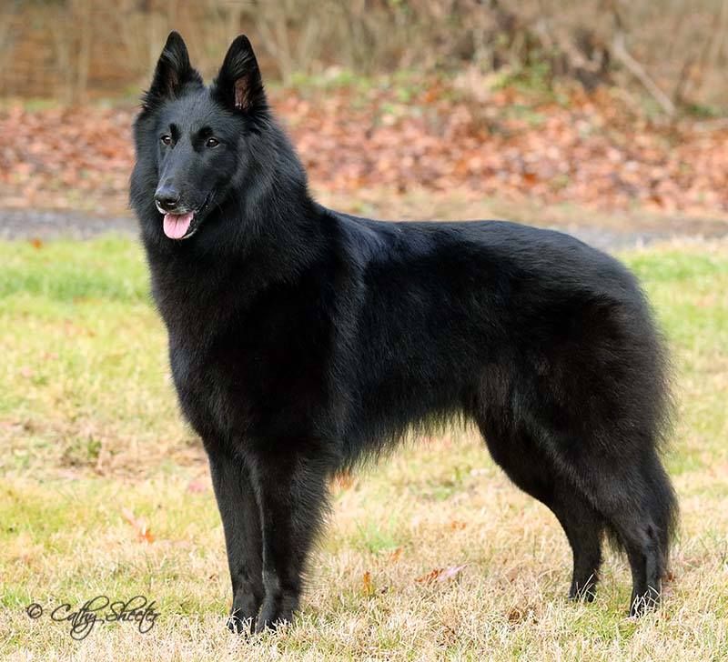 Belgian Shepherd - The Breed Archive