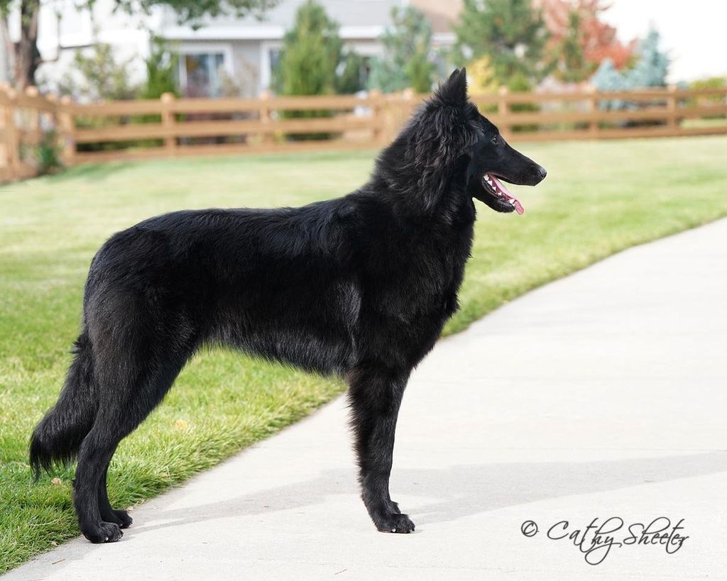 Belgian Shepherd - The Breed Archive