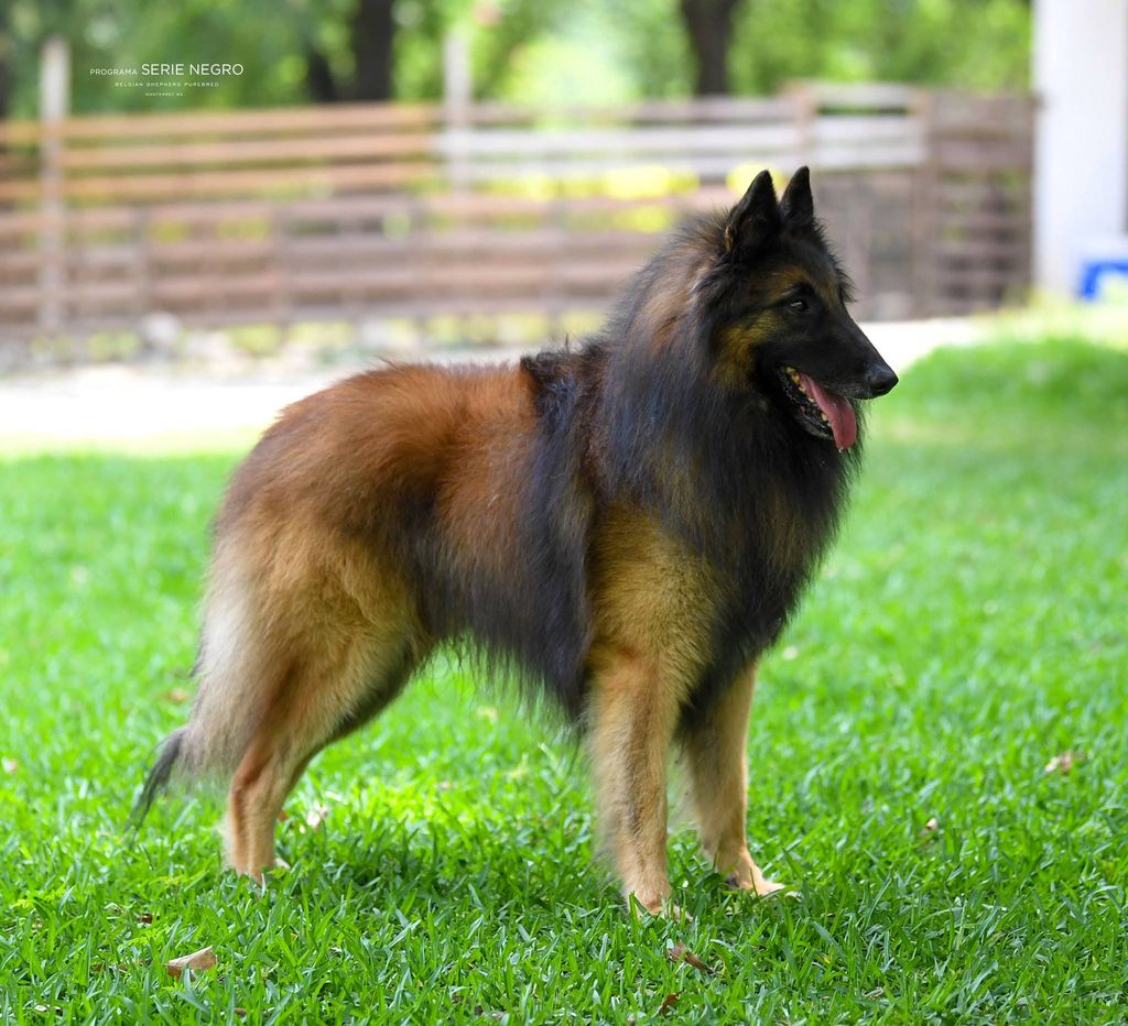 Belgian Shepherd - The Breed Archive