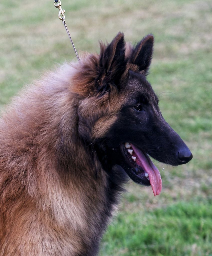 Belgian Shepherd - The Breed Archive