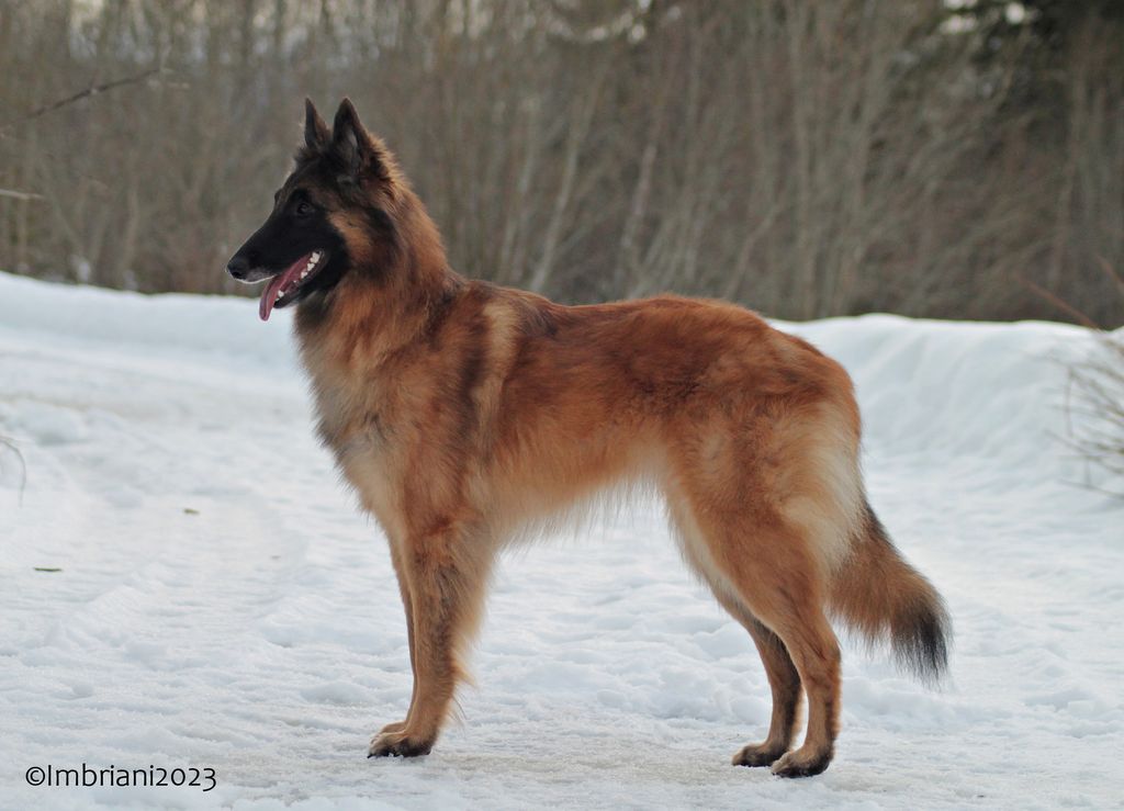 Belgian Shepherd - The Breed Archive