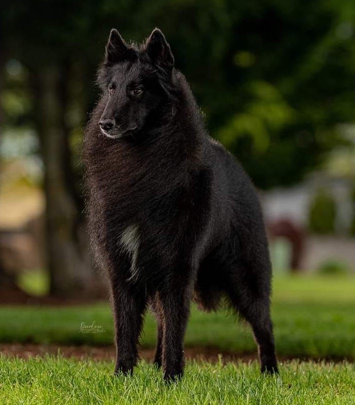 Belgian Shepherd - The Breed Archive