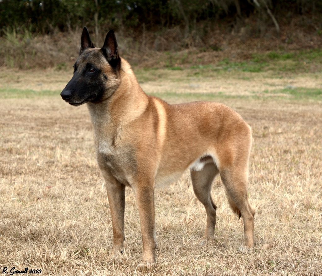 Belgian Shepherd - The Breed Archive