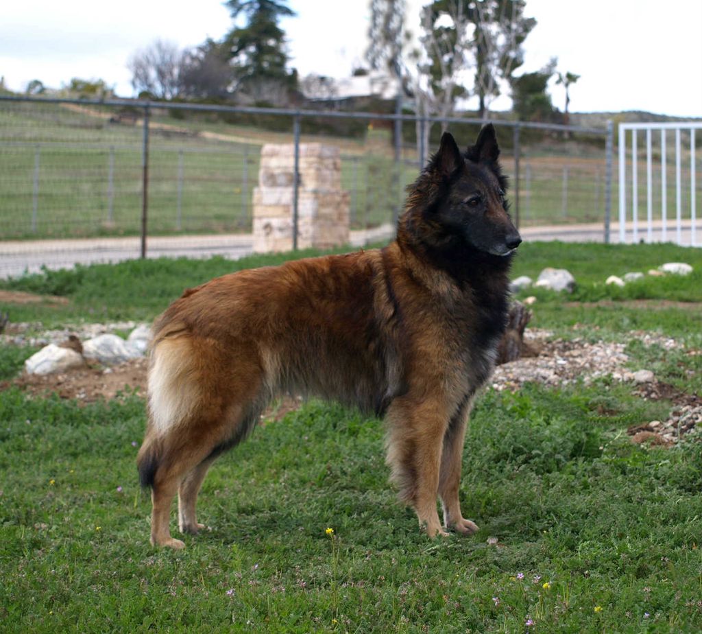 Belgian Shepherd - The Breed Archive