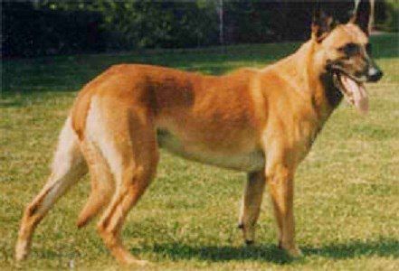 Belgian Shepherd - The Breed Archive
