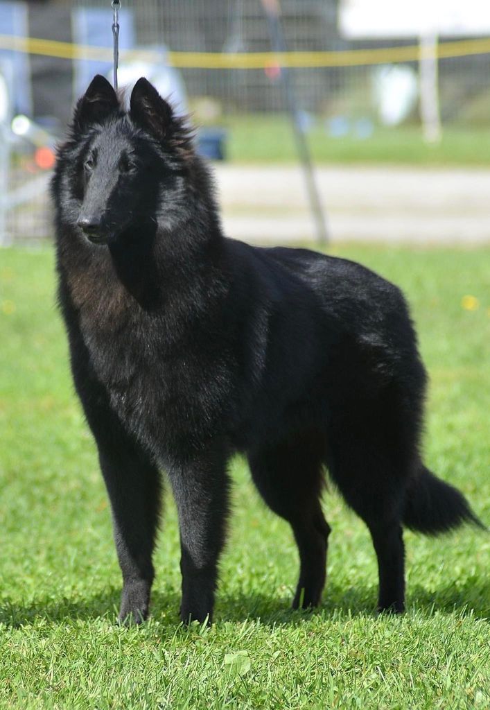 Belgian Shepherd - The Breed Archive