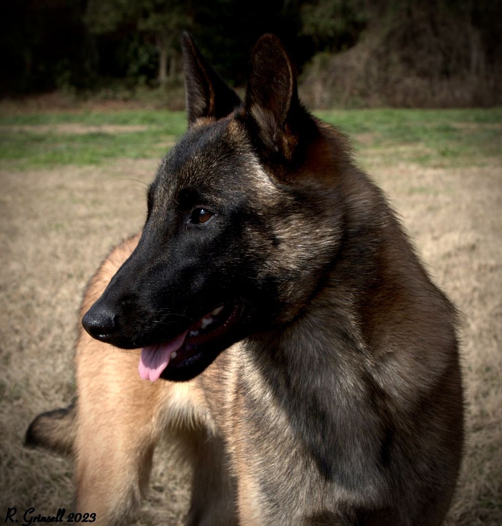 Belgian Shepherd - The Breed Archive