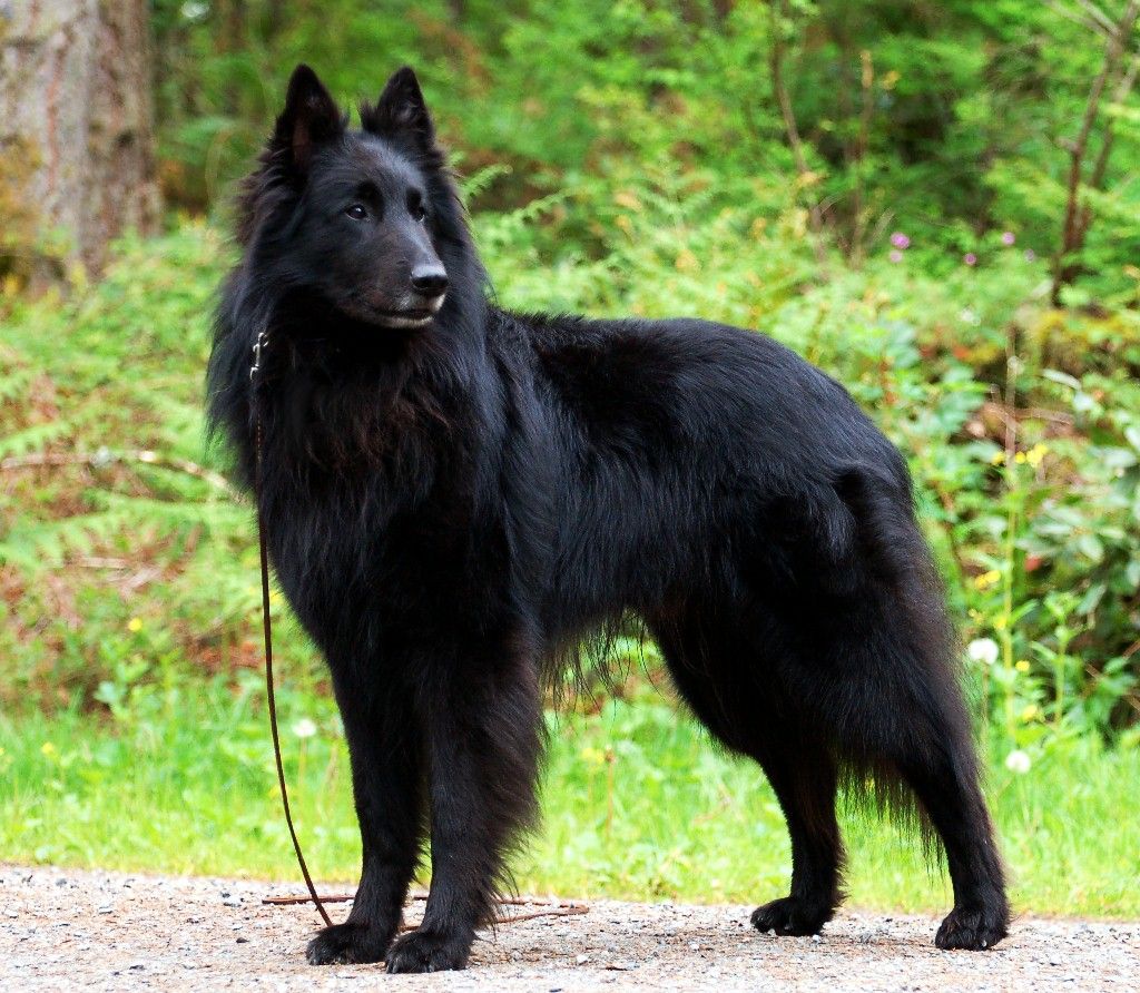 Belgian Shepherd - The Breed Archive