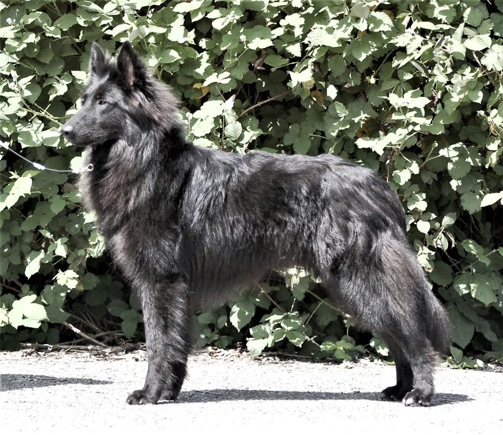 Belgian Shepherd - The Breed Archive