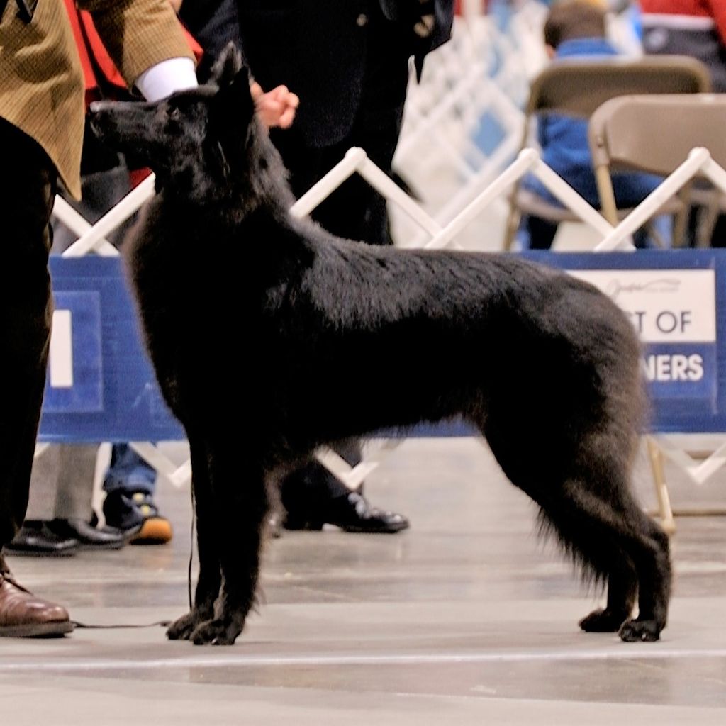 Belgian Shepherd - The Breed Archive