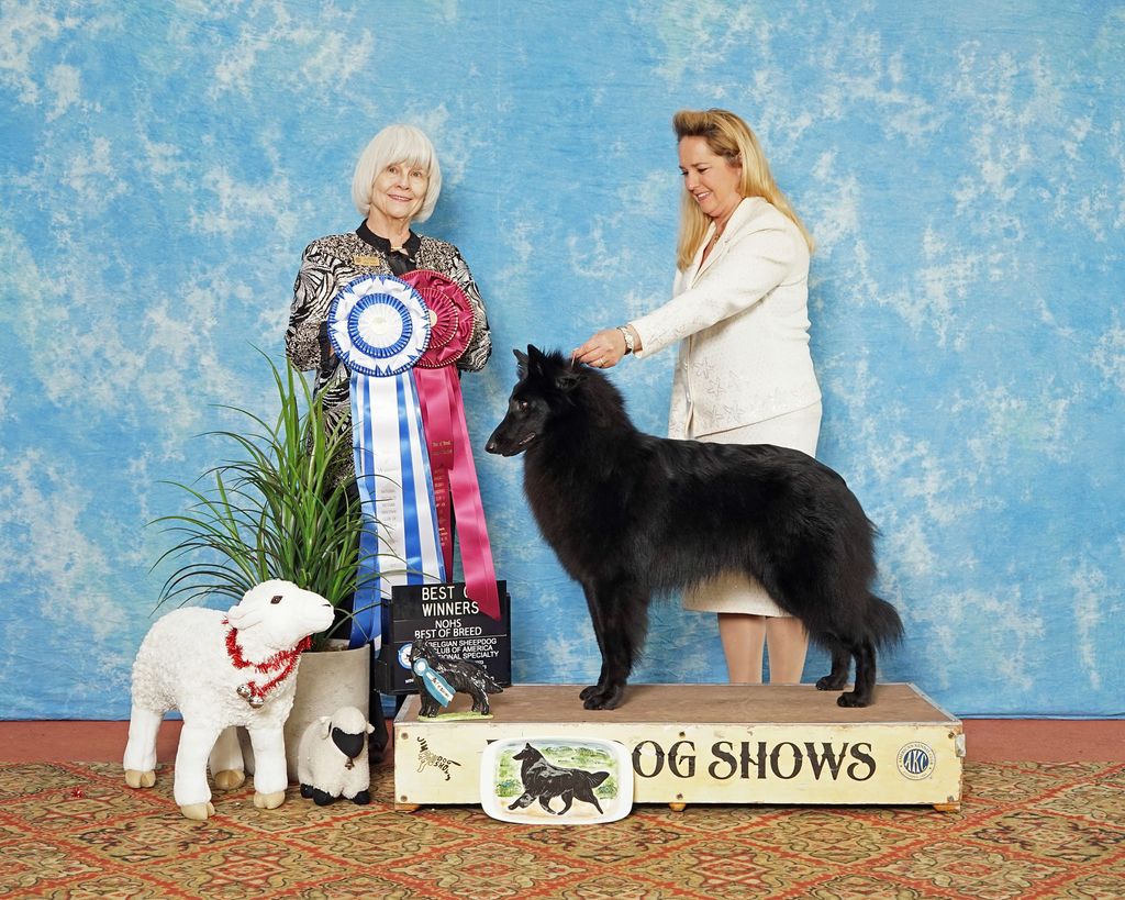 Belgian Shepherd - The Breed Archive
