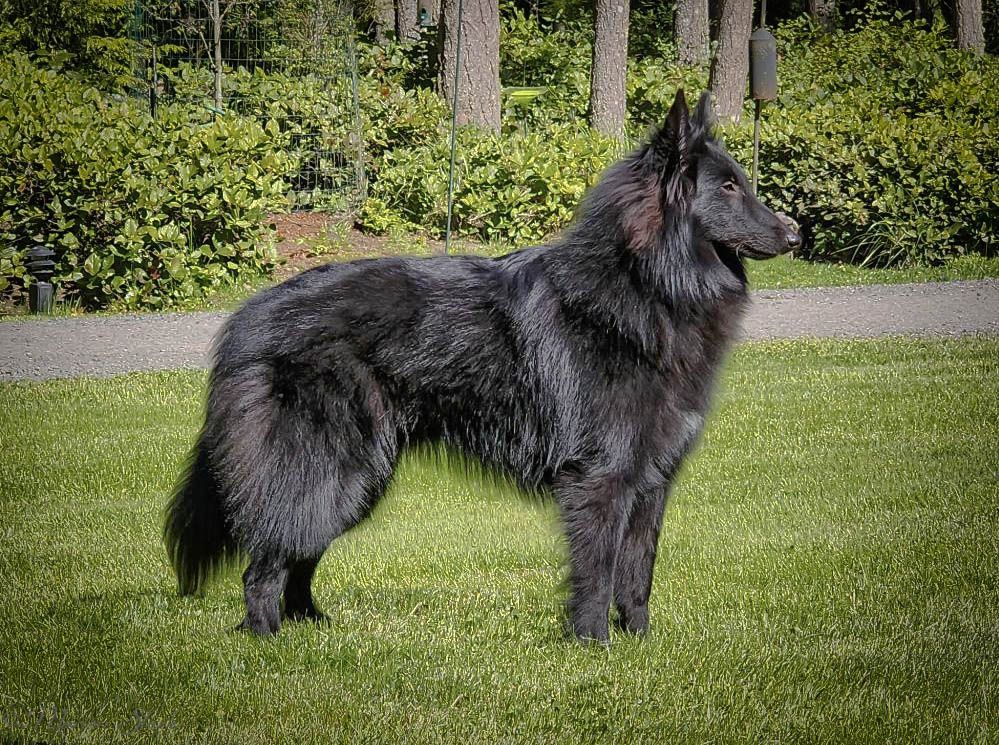 Belgian Shepherd - The Breed Archive