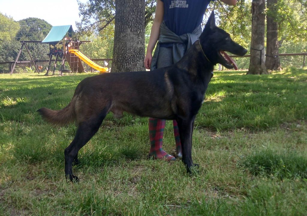 Belgian Shepherd - The Breed Archive