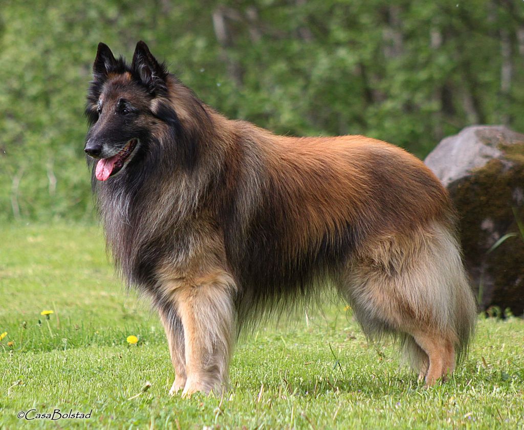 Belgian Shepherd - The Breed Archive