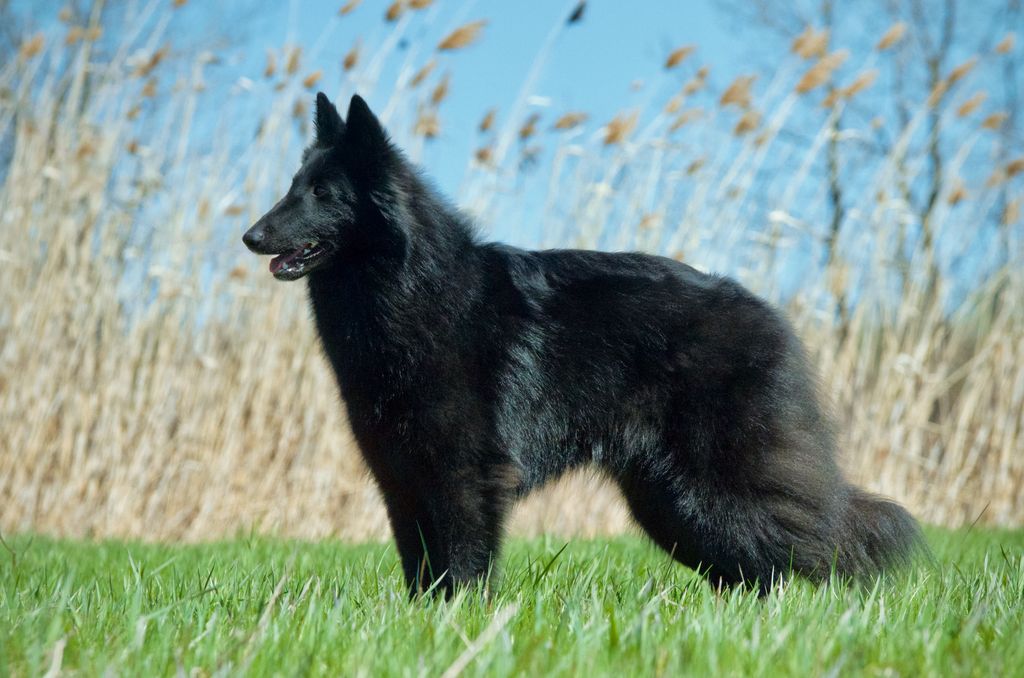 Belgian Shepherd - The Breed Archive