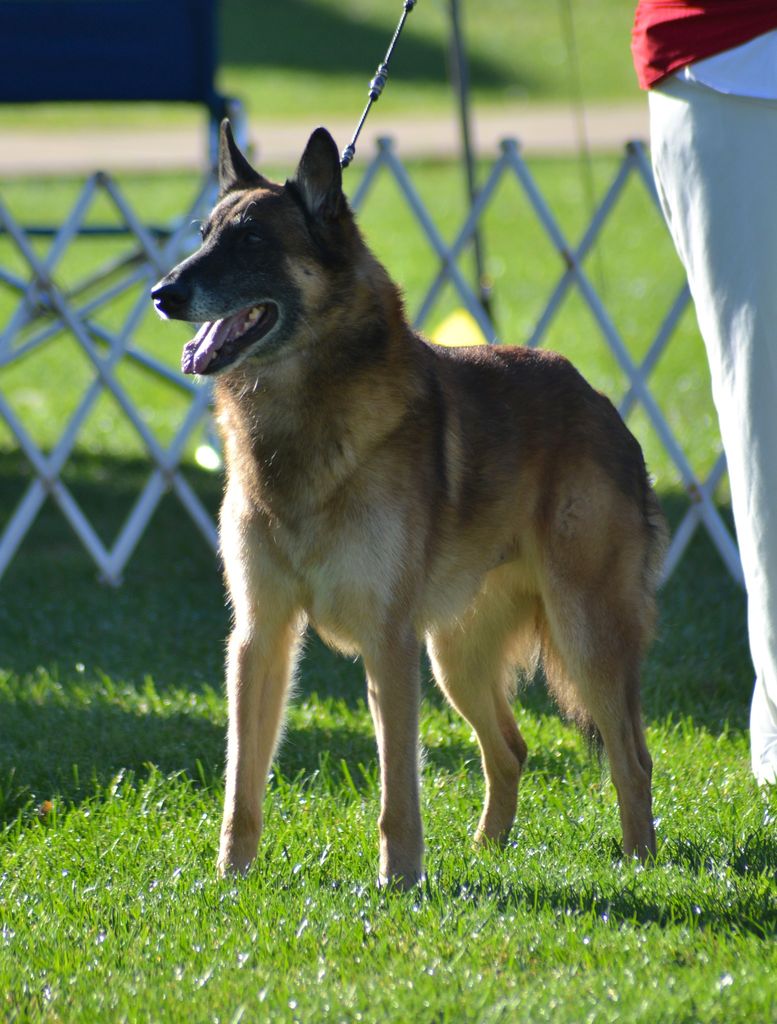 Belgian Shepherd - The Breed Archive