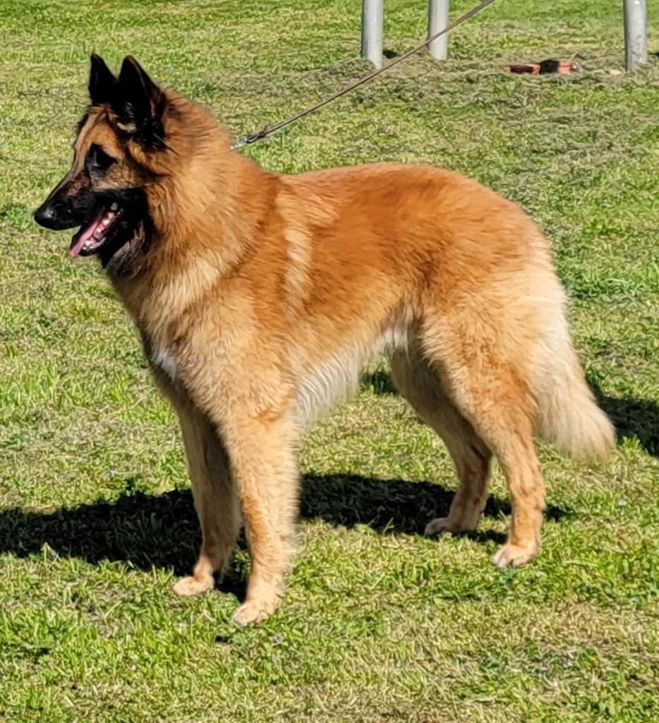 Belgian Shepherd - The Breed Archive