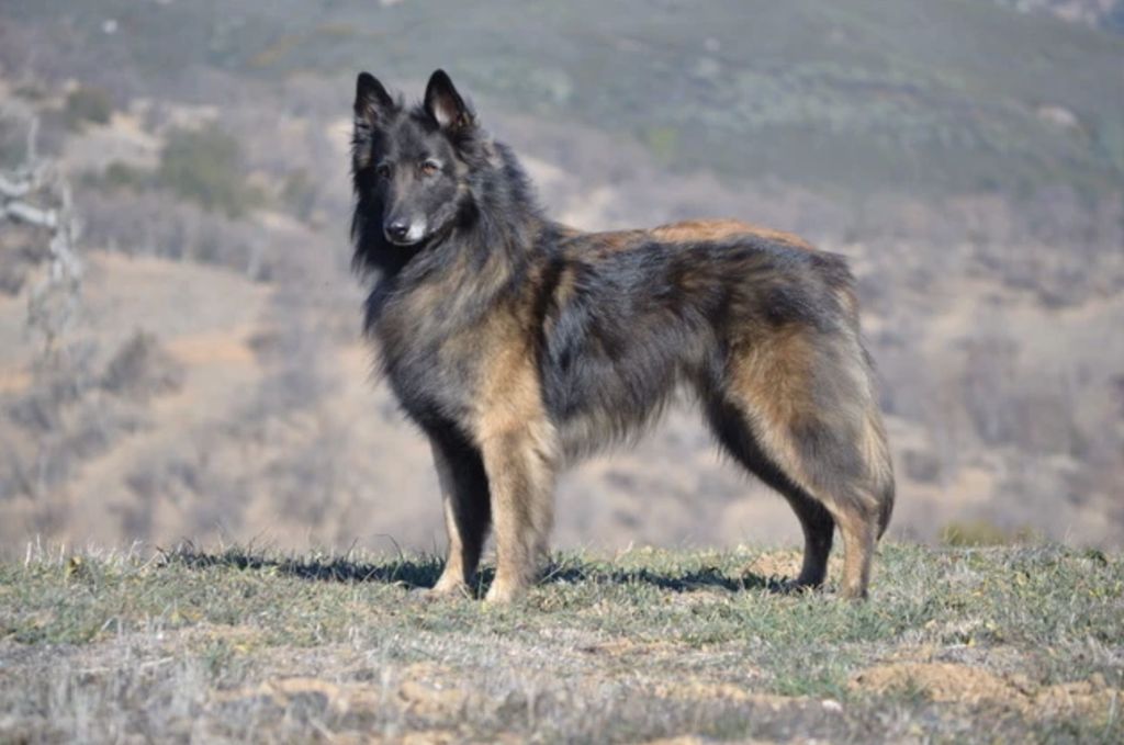 Belgian Shepherd - The Breed Archive
