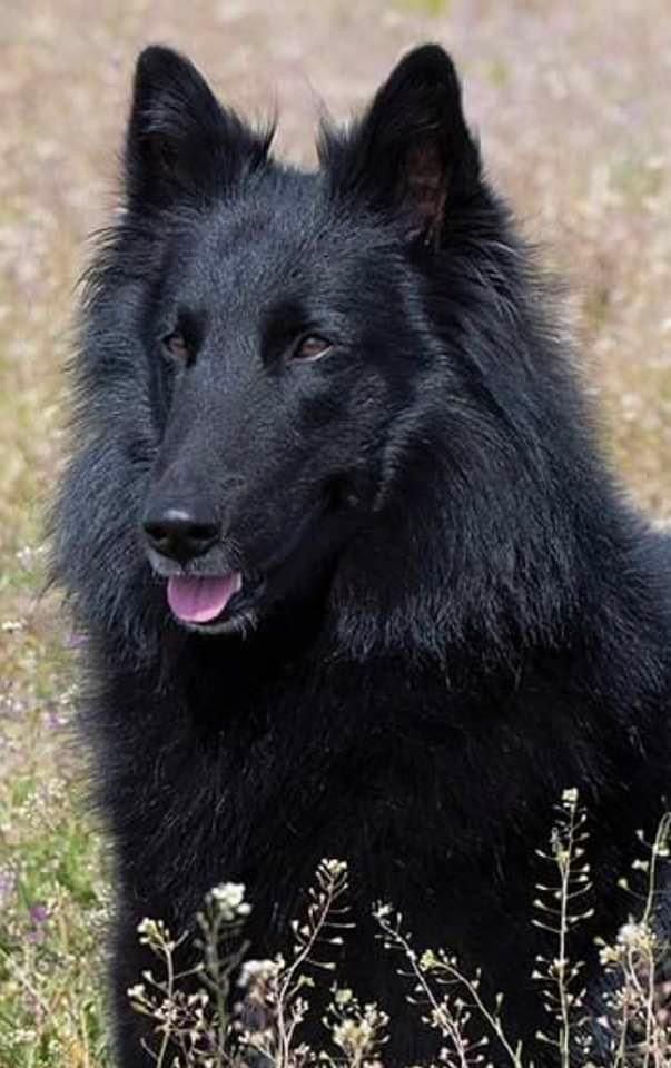 Belgian Shepherd - The Breed Archive