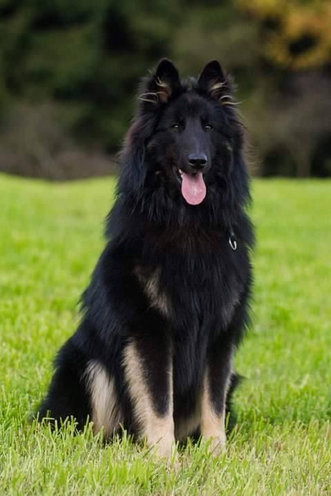 Belgian Shepherd - The Breed Archive