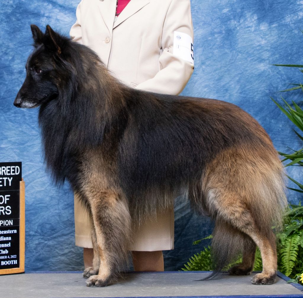Belgian Shepherd - The Breed Archive