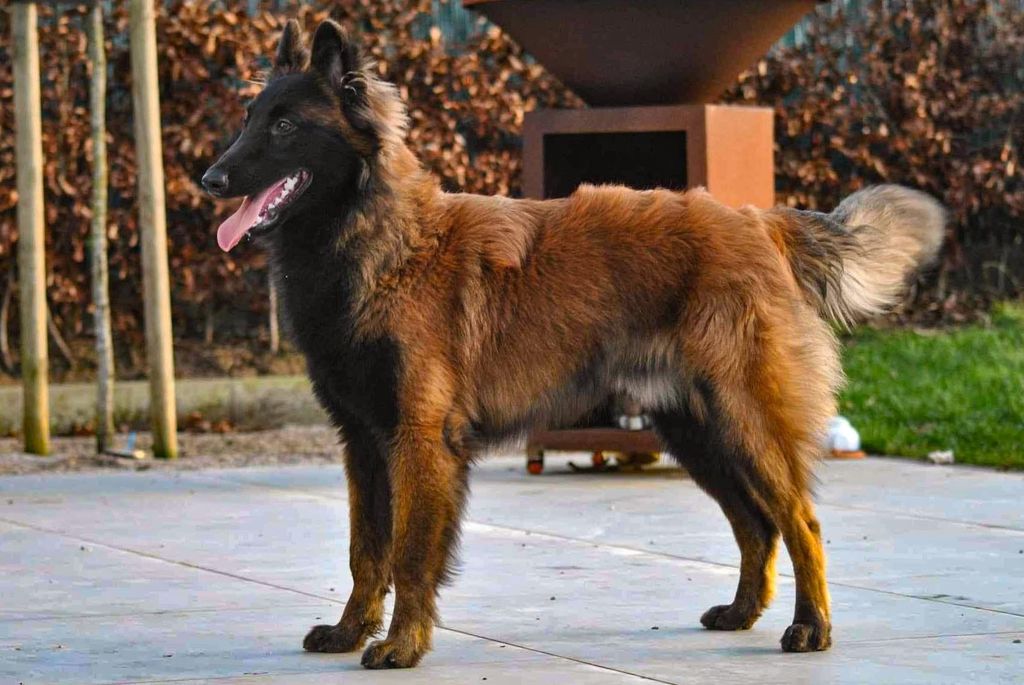 Belgian Shepherd - The Breed Archive