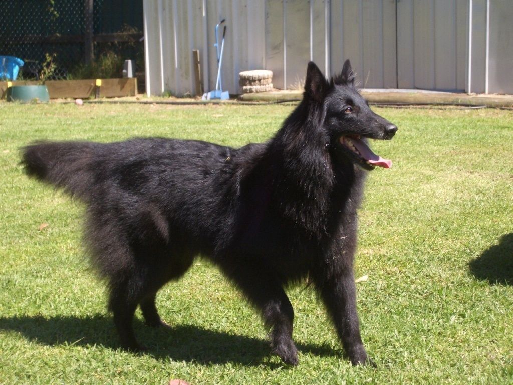 Belgian Shepherd - The Breed Archive