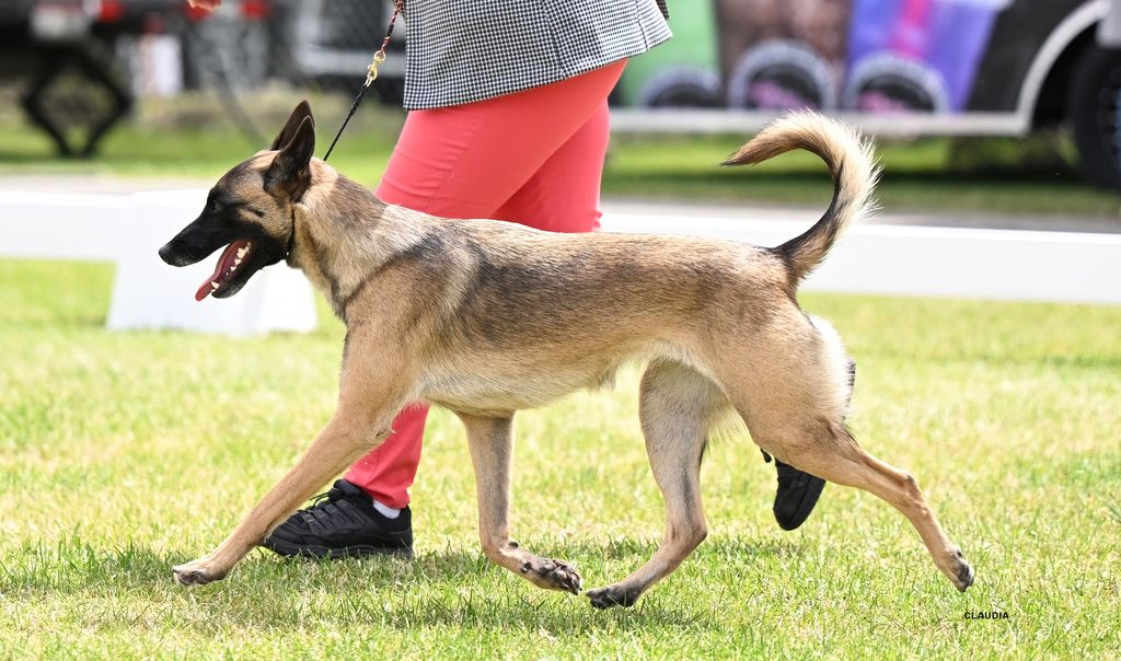 Belgian Shepherd - The Breed Archive