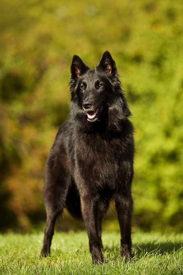 Belgian Shepherd - The Breed Archive