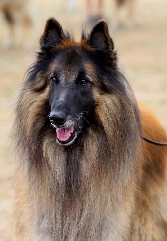 Belgian Shepherd - The Breed Archive