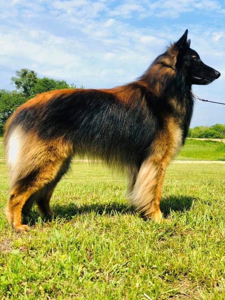 Belgian Shepherd - The Breed Archive
