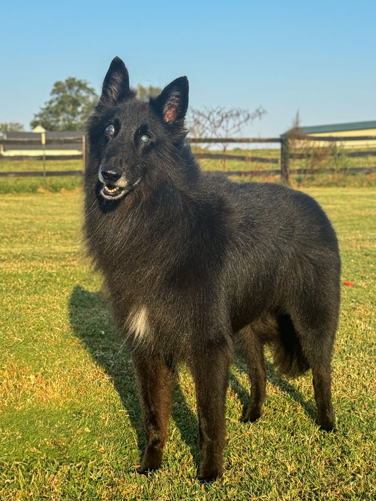 Belgian Shepherd - The Breed Archive