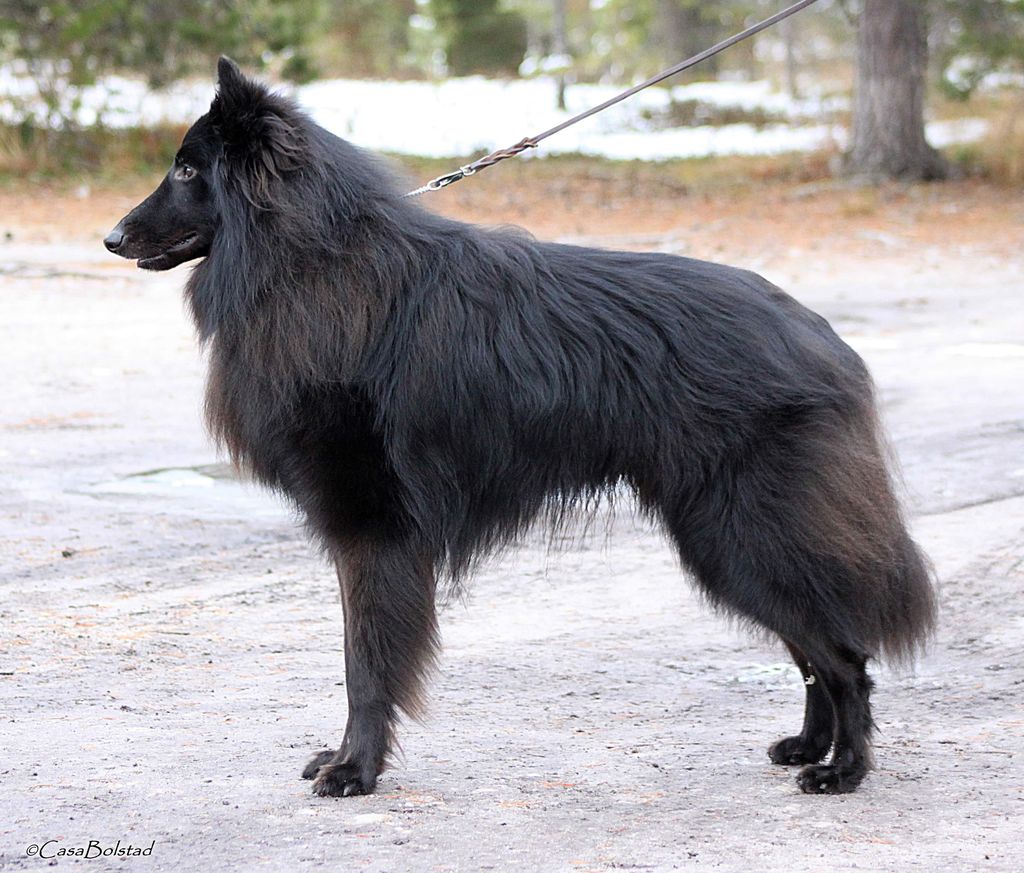 Belgian Shepherd - The Breed Archive