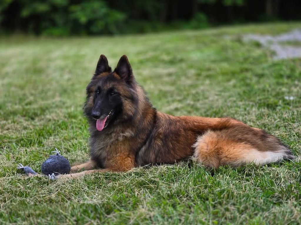 Belgian Shepherd - The Breed Archive