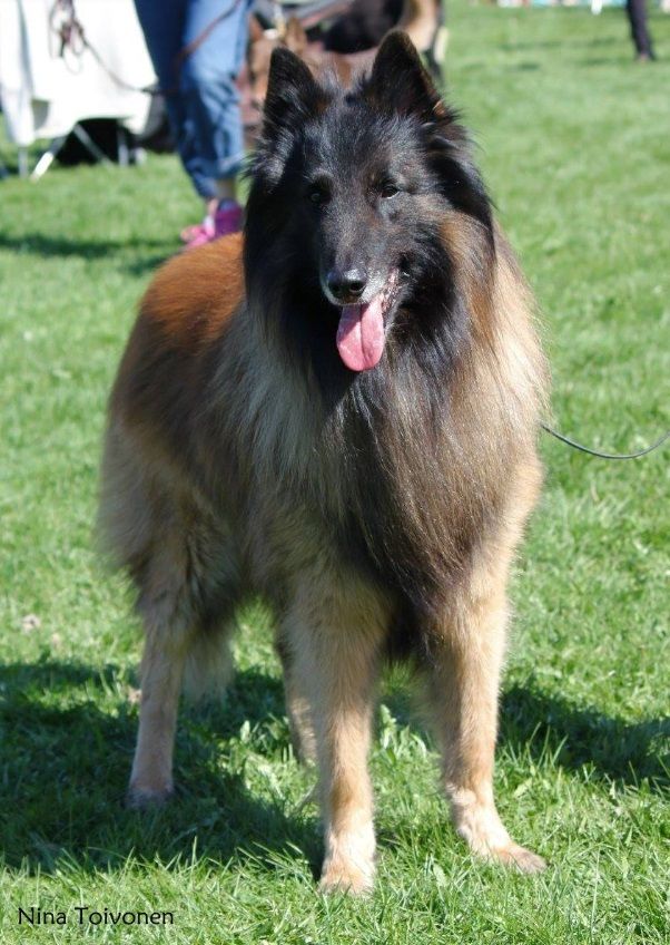 Belgian Shepherd - The Breed Archive