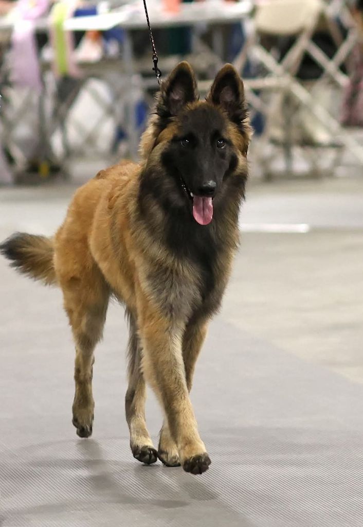 Belgian Shepherd - The Breed Archive