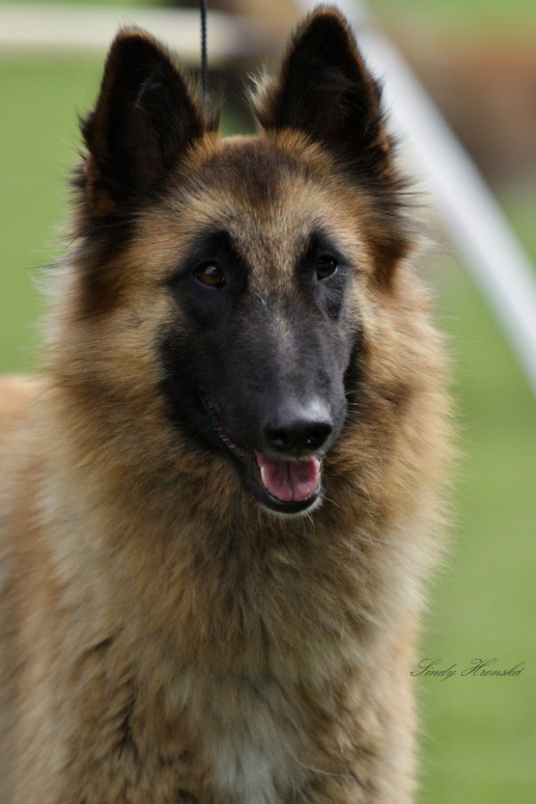 Belgian Shepherd - The Breed Archive