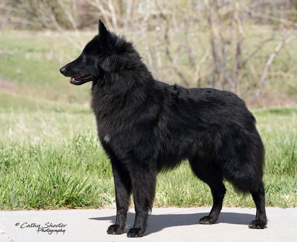 Belgian Shepherd - The Breed Archive