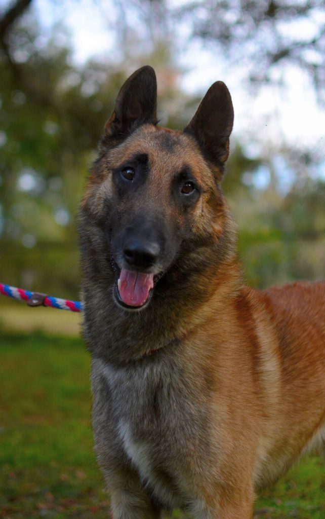 Belgian Shepherd - The Breed Archive
