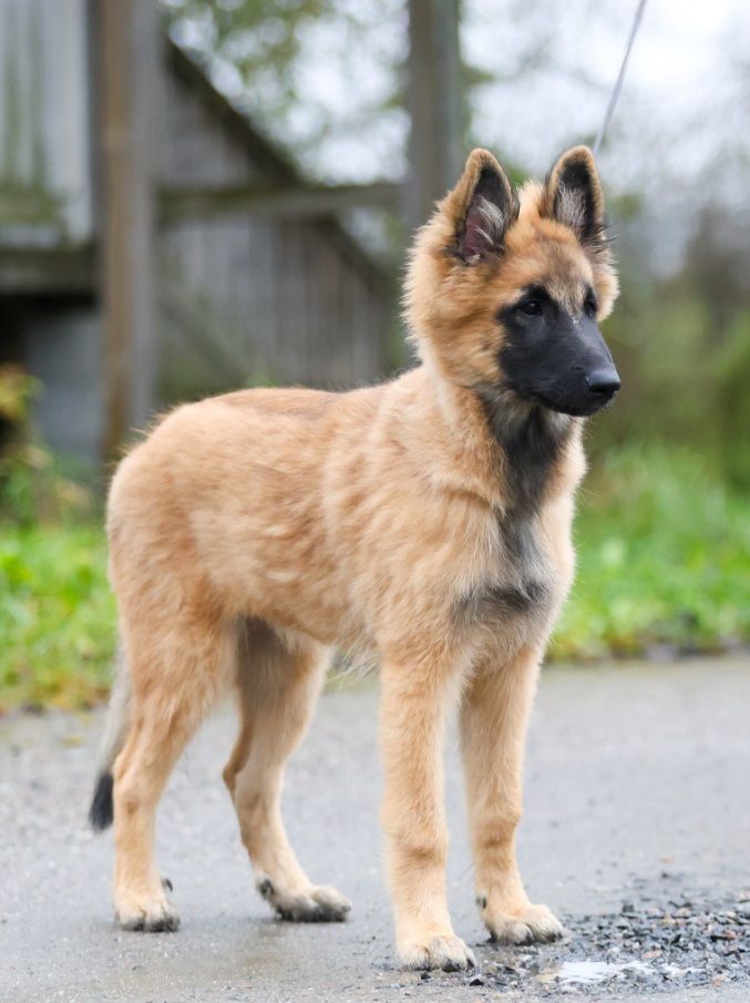 Belgian Shepherd - The Breed Archive