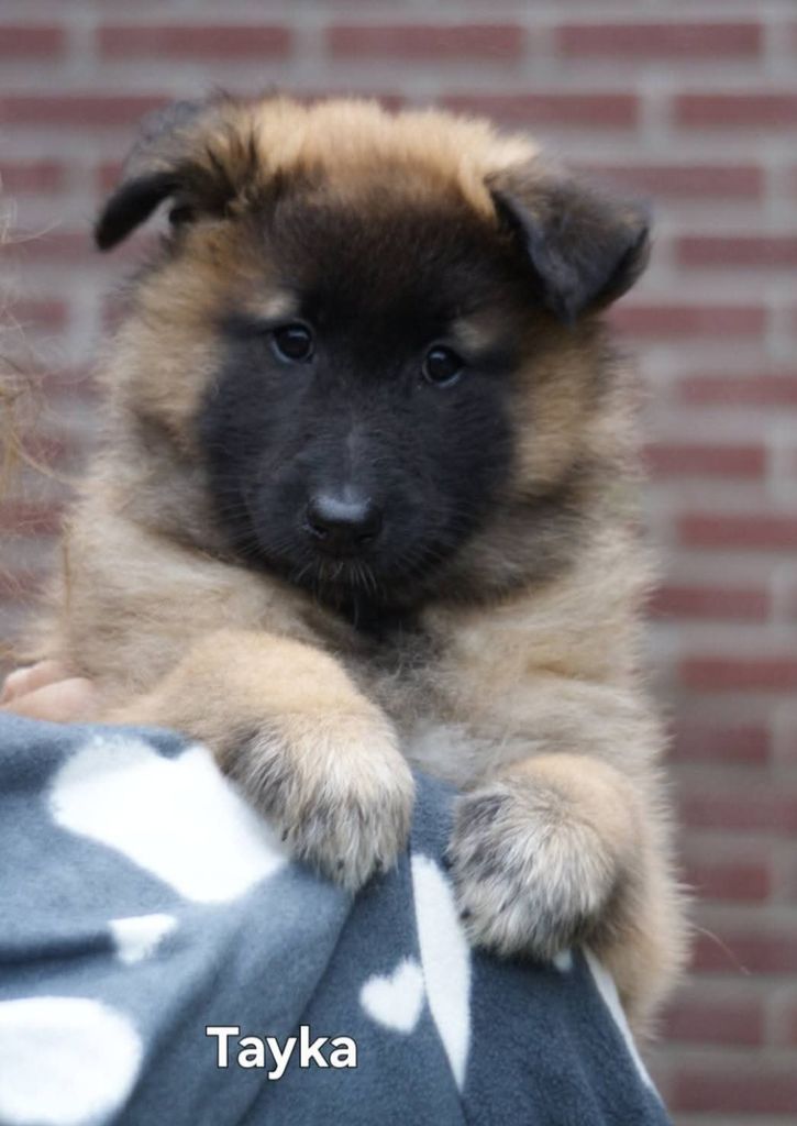 Belgian Shepherd - The Breed Archive