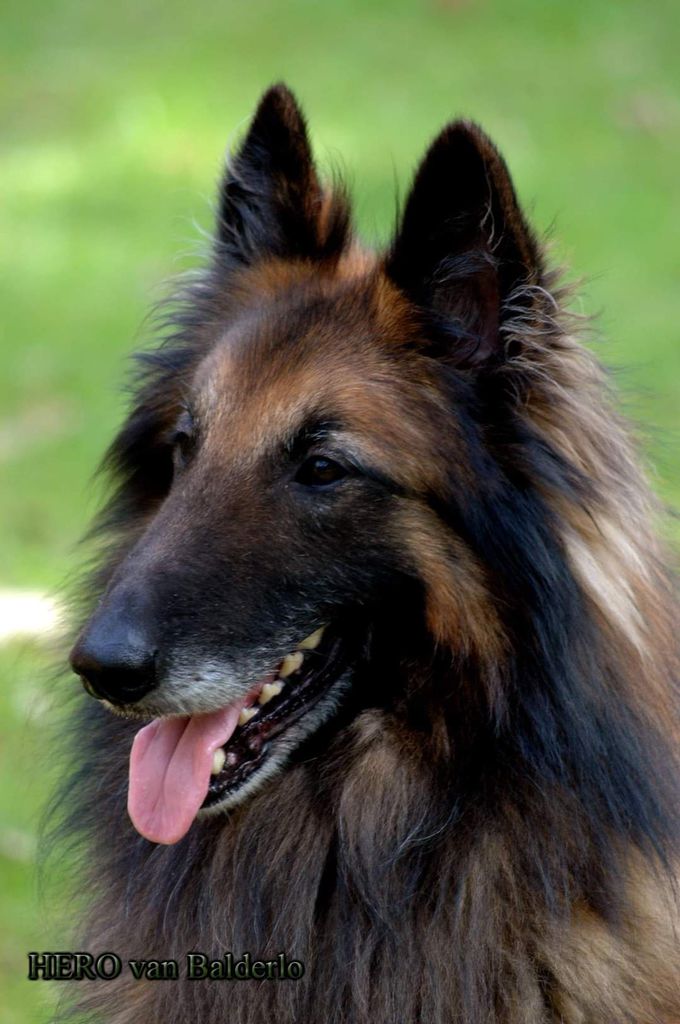 Belgian Shepherd - The Breed Archive
