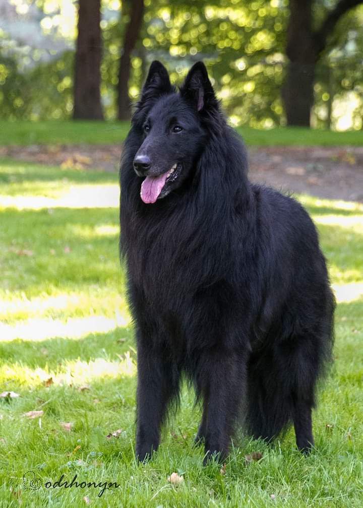 Belgian Shepherd - The Breed Archive