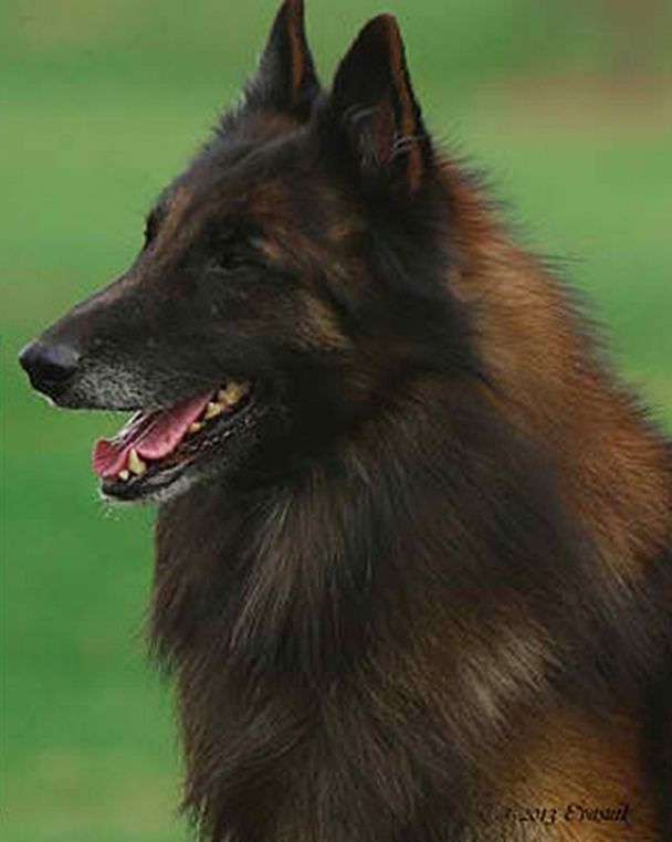 Belgian Shepherd - The Breed Archive